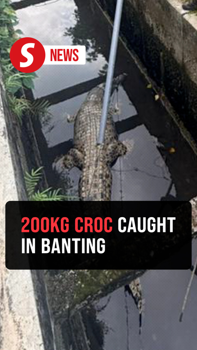 10-foot crocodile rescued from storm drain in Banting