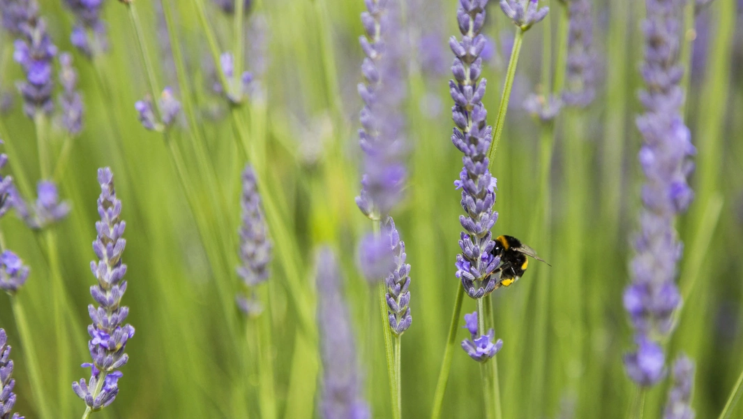 10 herbs that attract pollinators to your garden