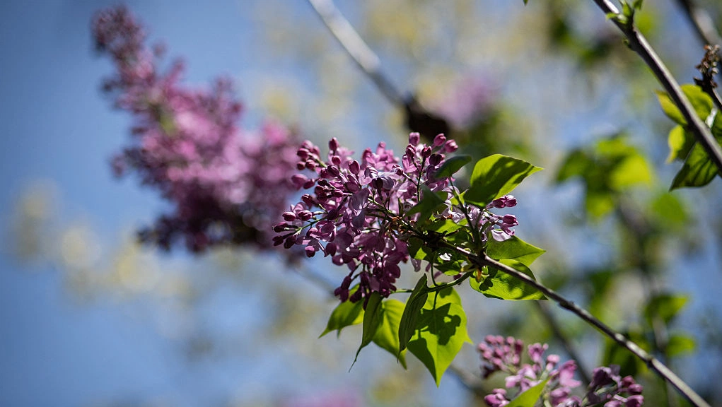 Essential steps to restore lilac blooms