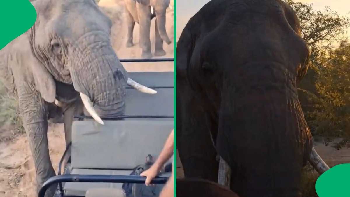 The big 5? Elephant targets man at Kruger as tourists scramble to ...