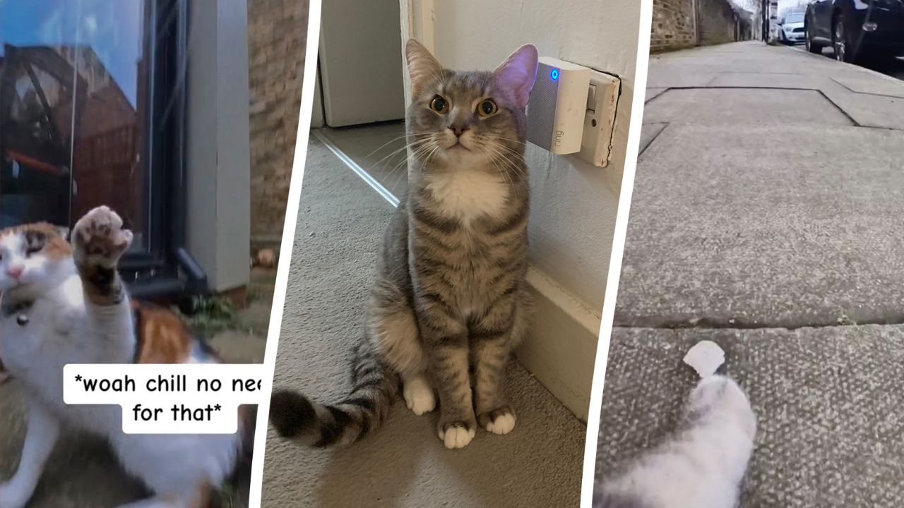 Cat owner discovers his pet's secret life after fitting it with a ...
