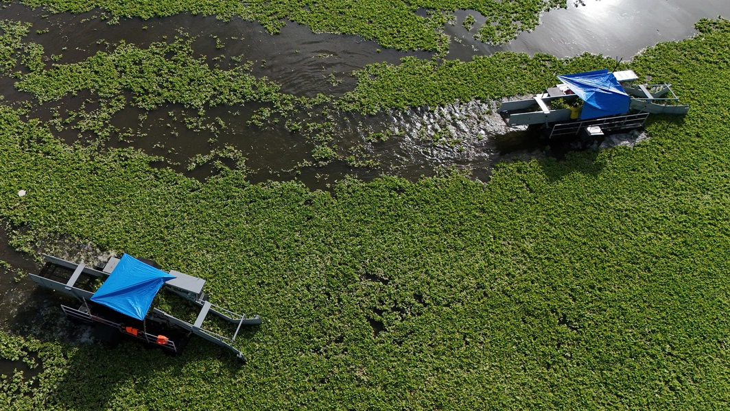 How invasive plants spread and impact ecosystems