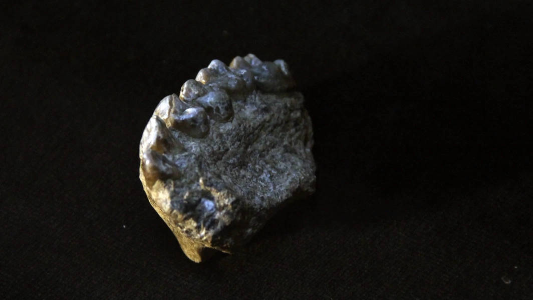 Crocodile tales from prehistory to today