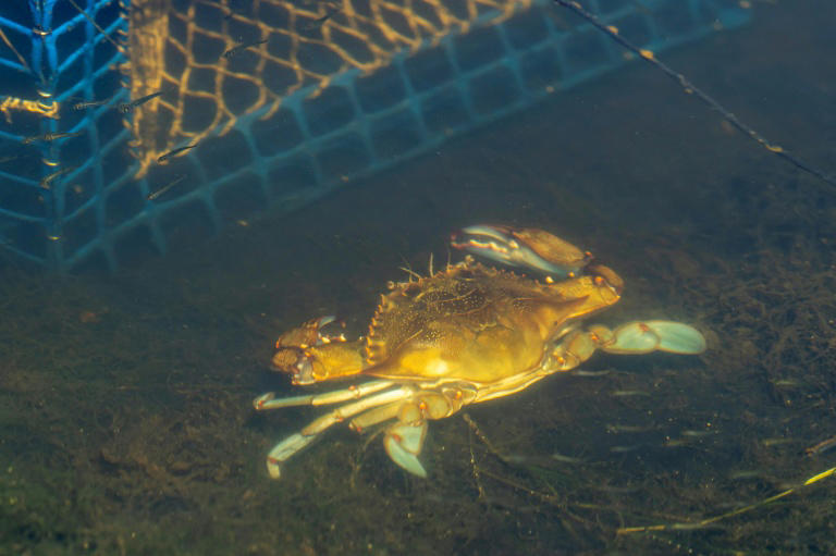 Le crabe bleu, un envahissant crustacé à savourer pour mieux le contrôler