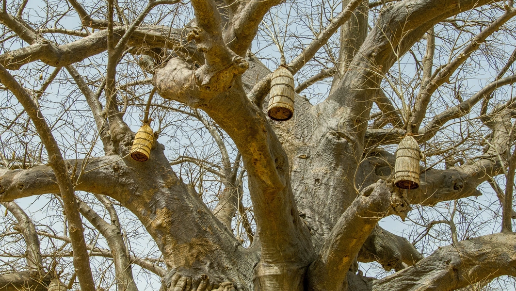5 unusual discoveries hidden in trees