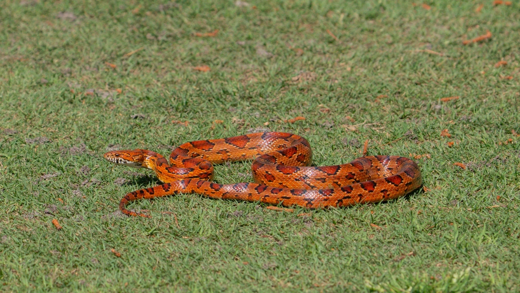 4 playful and creative snake depictions