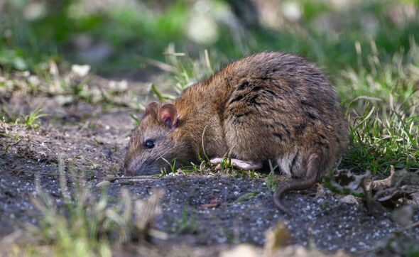 The £1.47 supermarket buy that could stop rats invading your garden