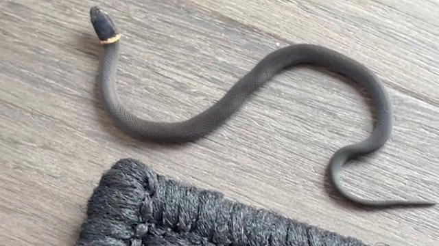 Missouri homeowner finds ring-necked snake in house, and learns only a ...