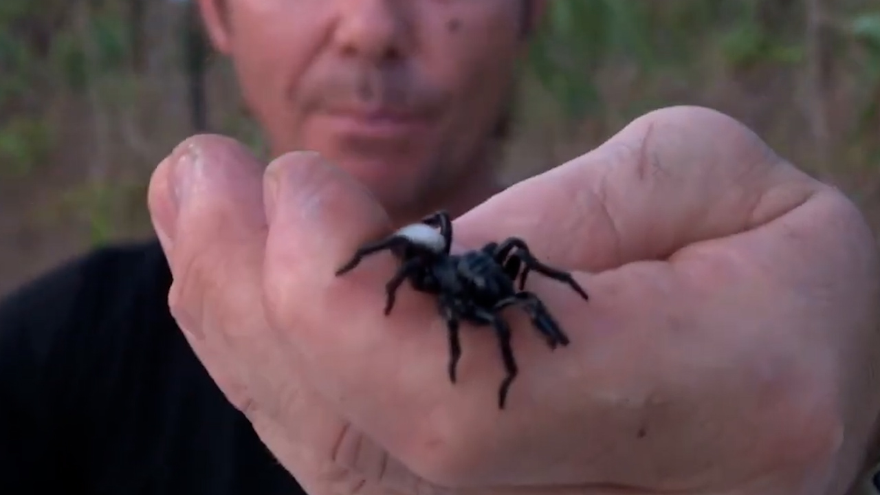 Creepy venomous spiders | How dangerous are they really