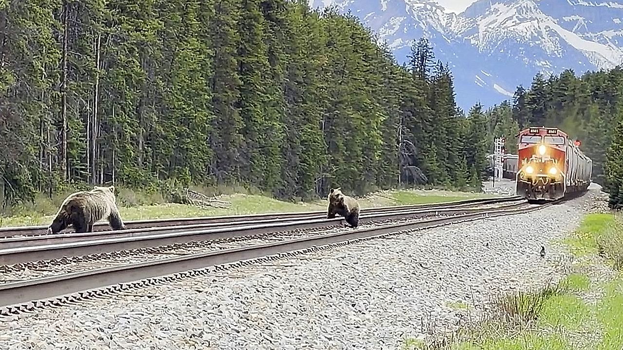 Grizzly bear and cub narrowly escape train while eating spilled grain ...