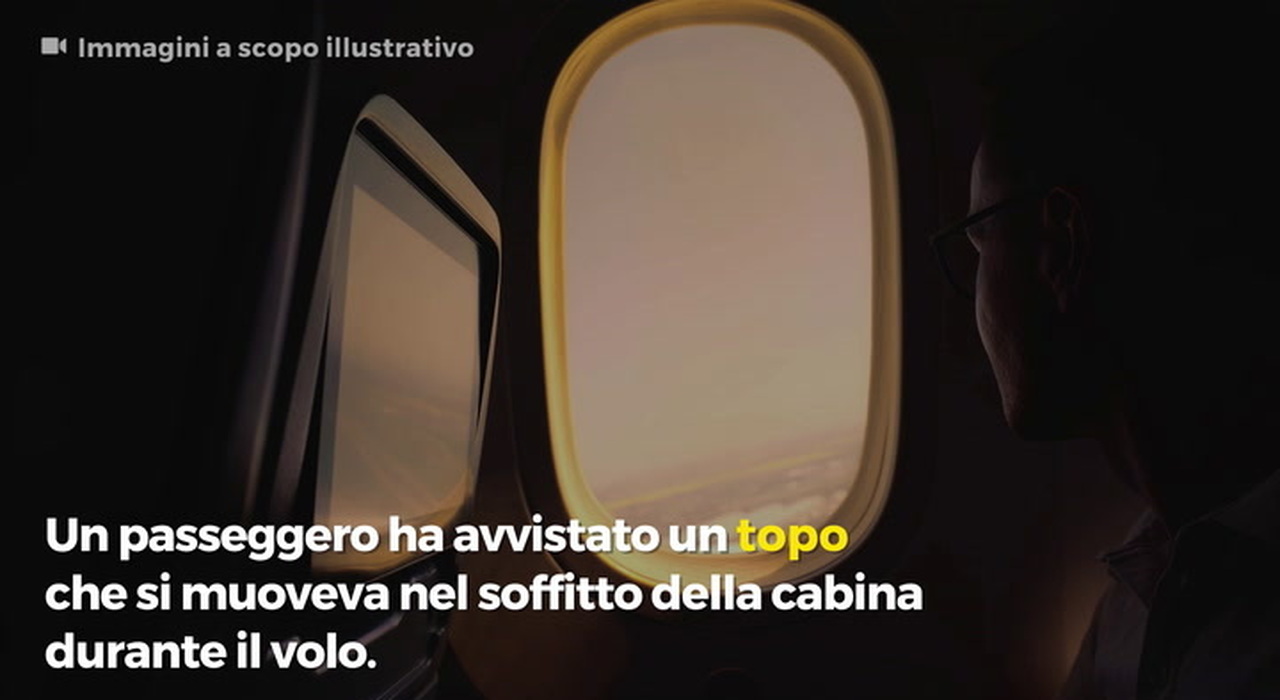 Ratto in cabina durante un volo, la segnalazione della viaggiatrice fa ...