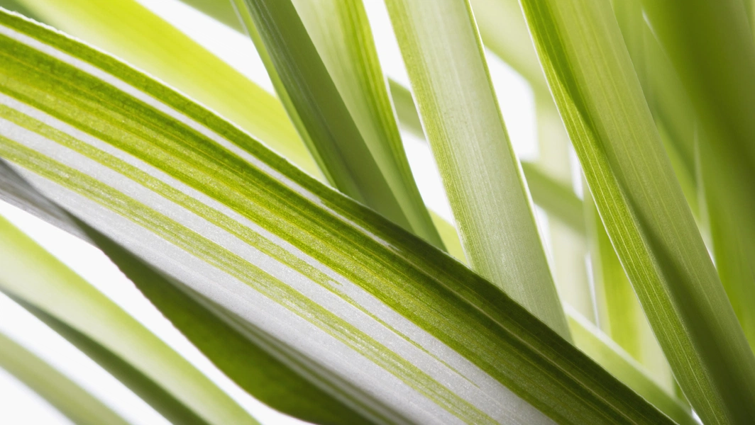 Optimal care and placement for spider plants