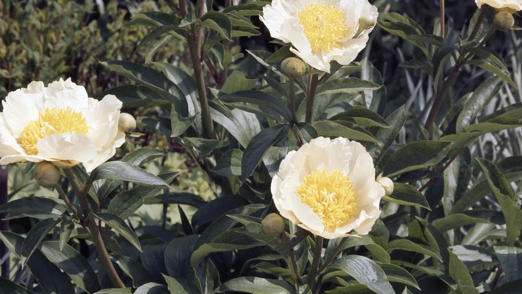 Growing peonies for abundant blooms