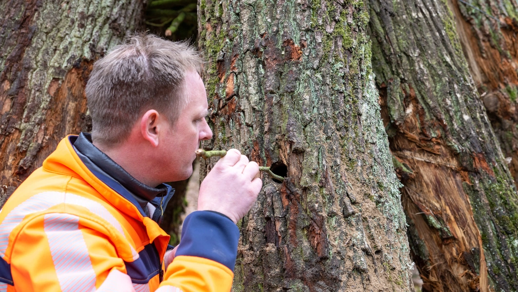 5 unusual discoveries hidden in trees