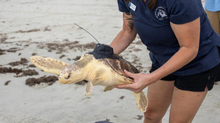 La tortuga híbrida Earl Grey sobrevive al frío extremo y su retorno al ...