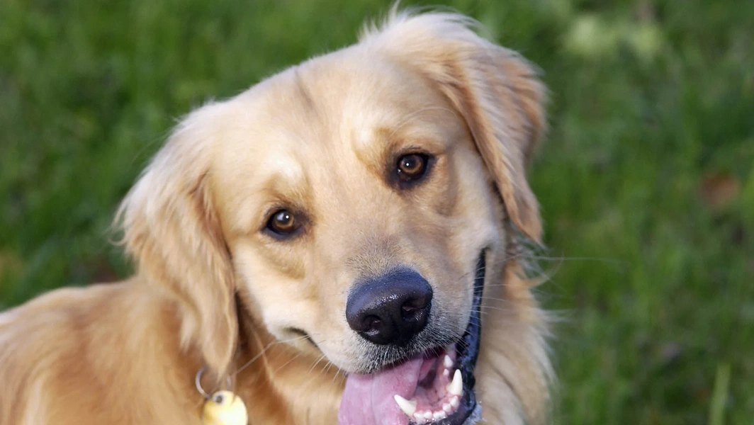 8 golden retrievers who hate being apart