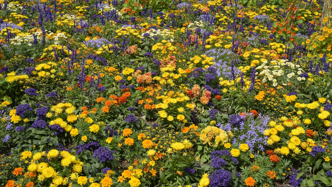 7 long-blooming flowers for colorful gardens