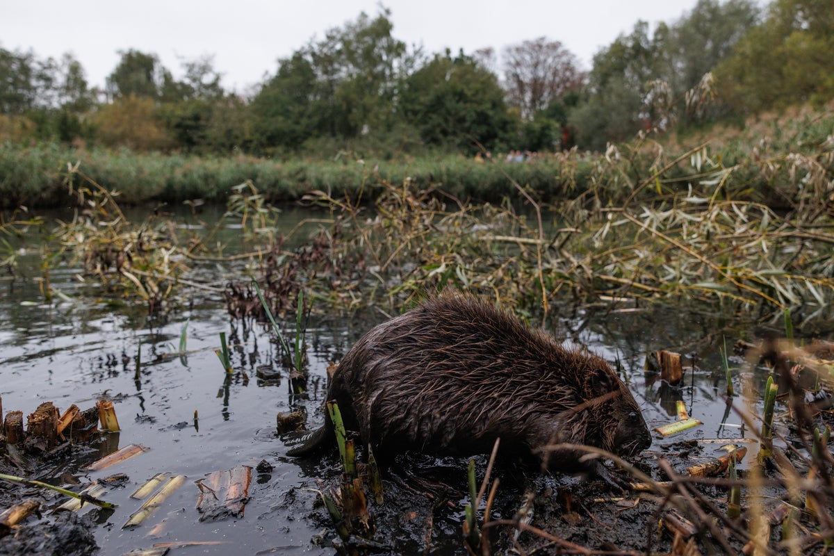 How eight beavers solved a decades-old Tube flooding problem