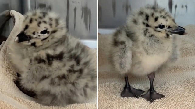 Vet clinic shares baby seagull, and viewers are stunned by what the ...