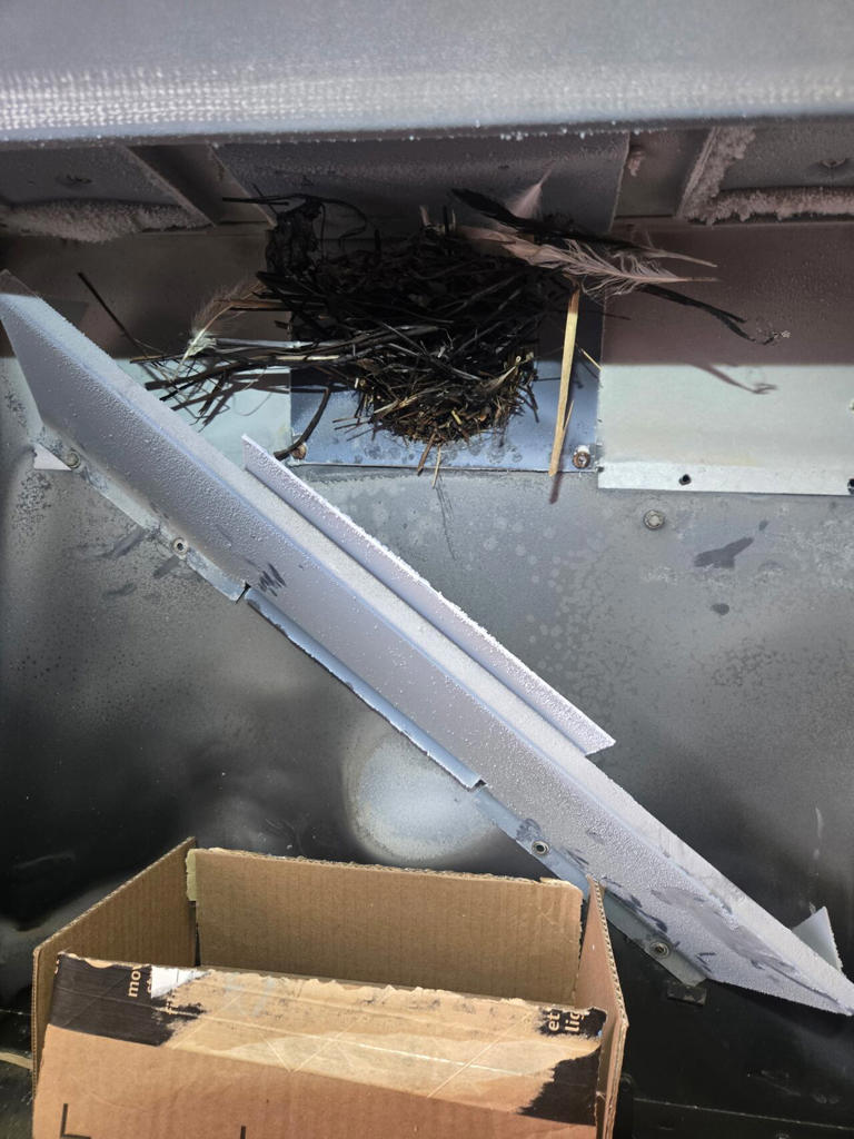 Check your vents! St. John's woman shares cautionary tale after finding ...