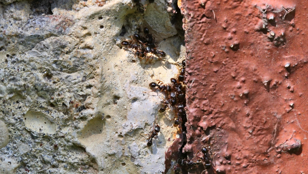 Effective methods to remove driveway ant hills