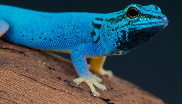 Its vivid blue skin made this tiny gecko a pet-trade target — then ...