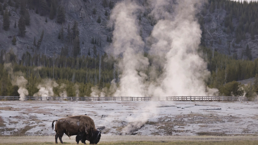 Yellowstone bison: Ecology, migration, and conservation