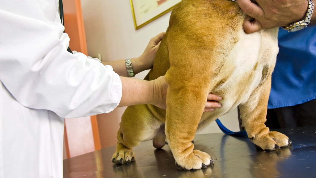 5 unusual objects found in dogs’ stomachs
