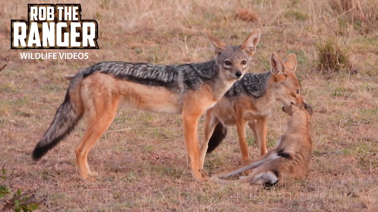 Jackals ambush gazelle fawn in intense Maasai Mara hunt