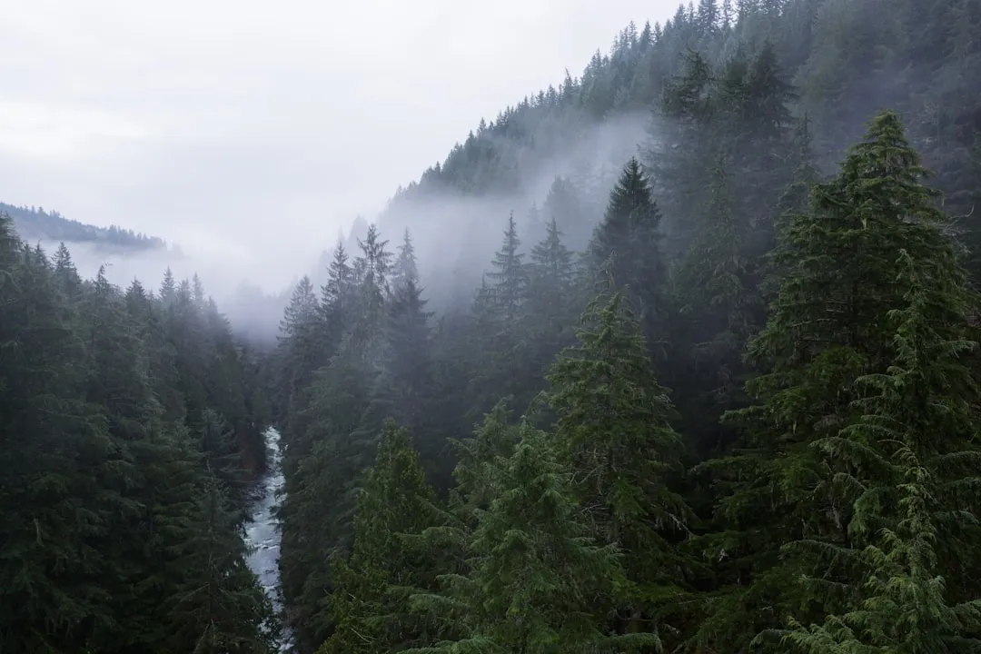 Hidden treehouse resort in the Pacific Northwest that is perfect for a ...