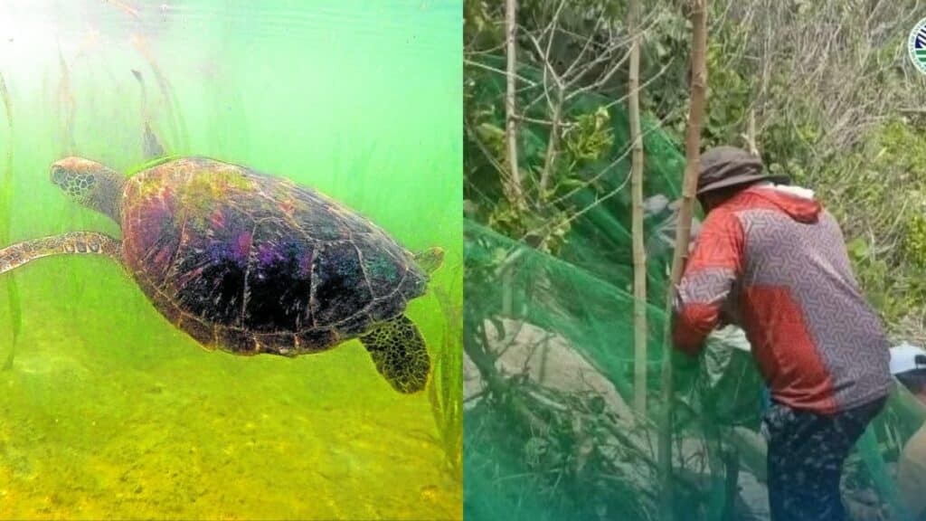 Green sea turtle nesting place found, sealed off in Batanes