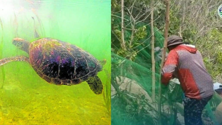 Green sea turtle nesting place found, sealed off in Batanes