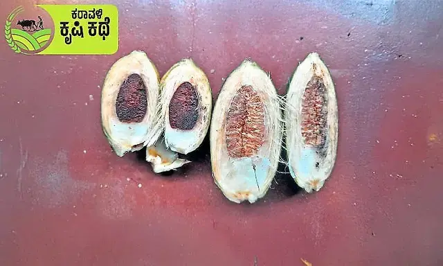 Tender arecanut dropping causes heavy loss to farmers as penti bug ...