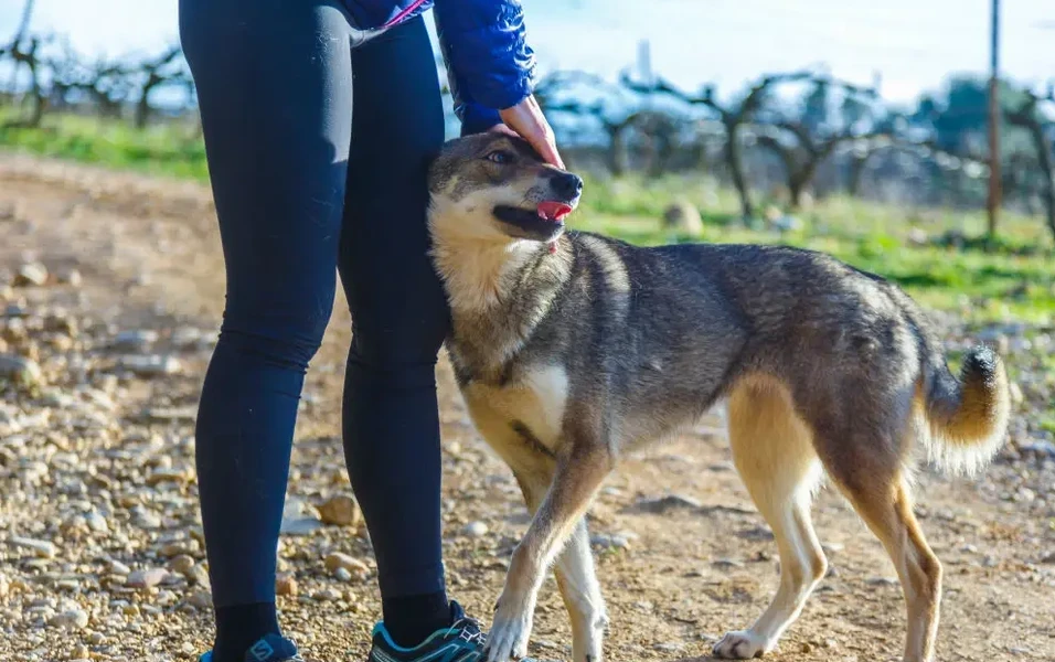 Living with the wild side of wolf dogs