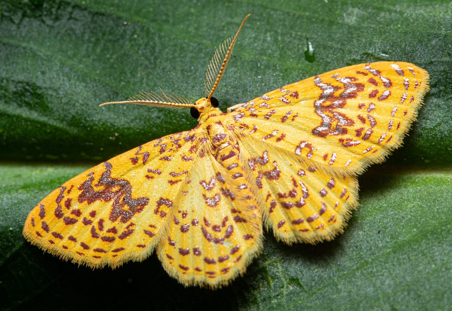 8 Undiscovered Moth Species Were Hiding in One for 200 Years