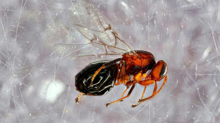 Scientists found a wasp that controls other wasps like puppets, and the ...