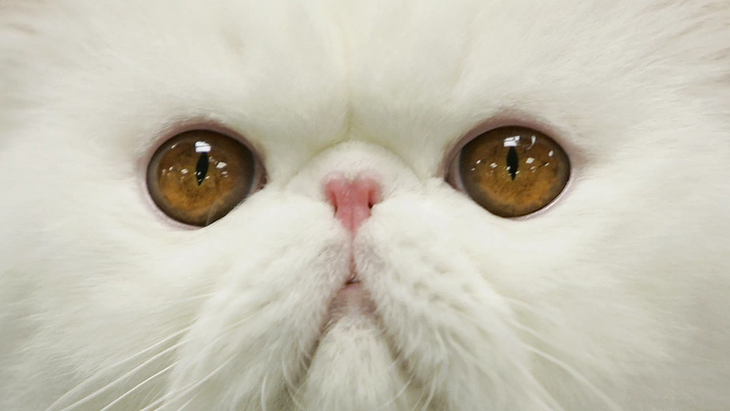 Health and welfare challenges of flat-faced cats