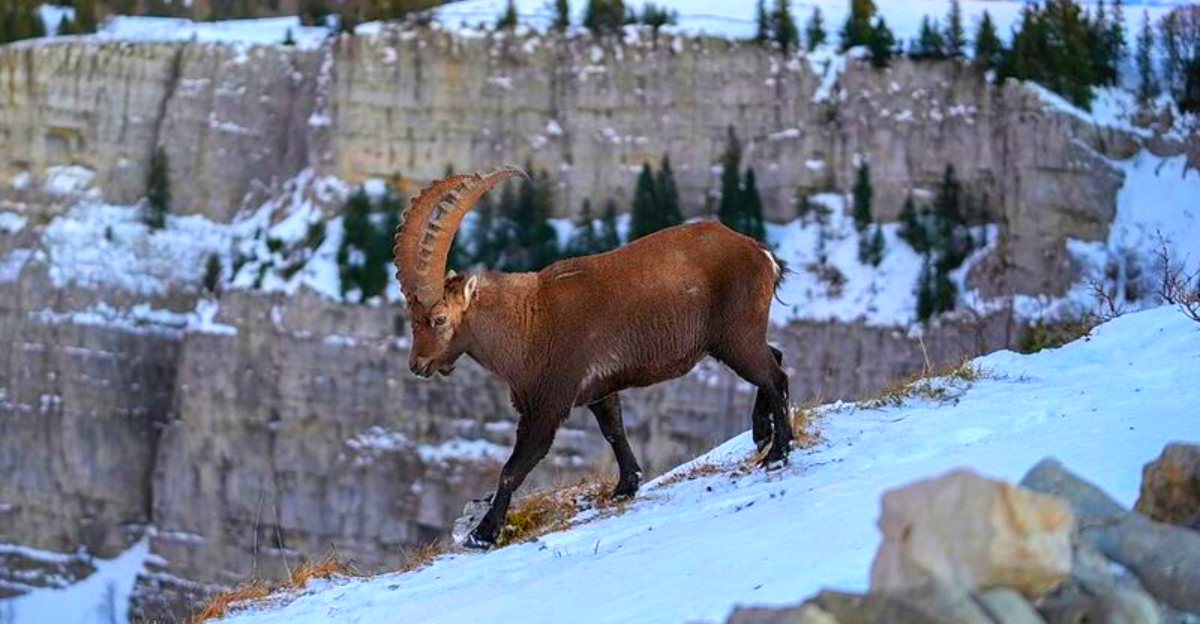 14 creatures around the world with survival skills that seem impossible