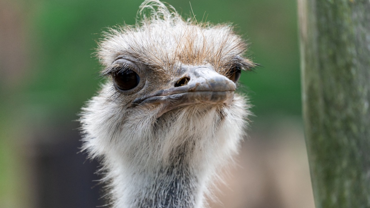 An ostrich’s eye is bigger than its brain