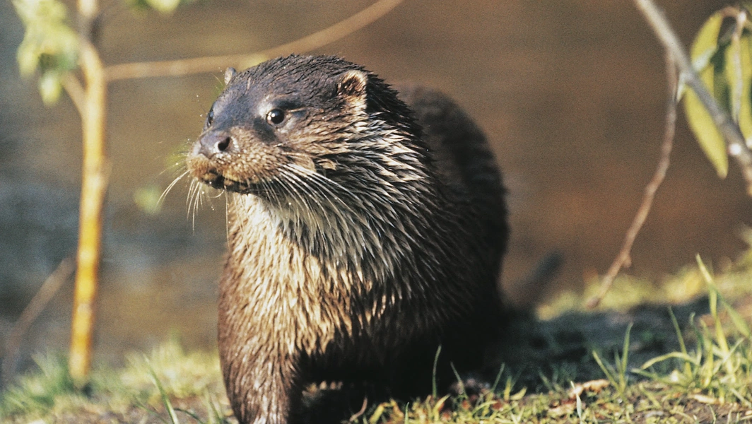 How eDNA is changing otter conservation