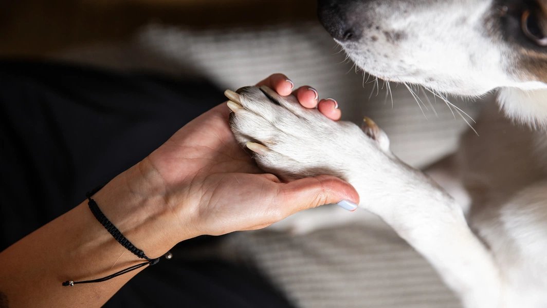 Understanding why dogs put their paws on people