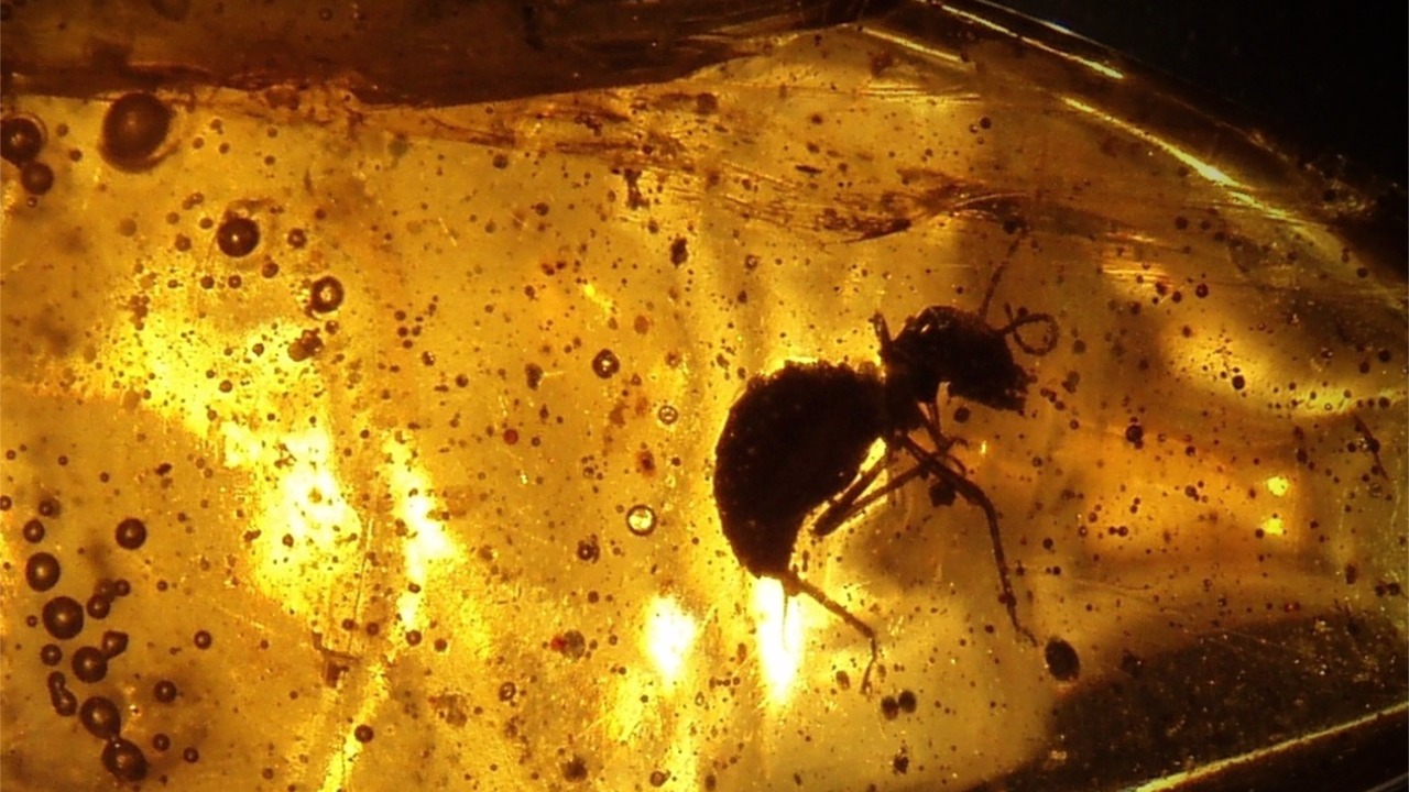 Three fossil insects, including an extinct ant, turned up hidden in ...
