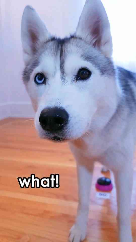 Dog answers fan questions using talking buttons (does she ever fart?)