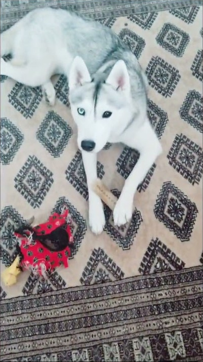 Husky destroys my makeup sponge (beauty blender)