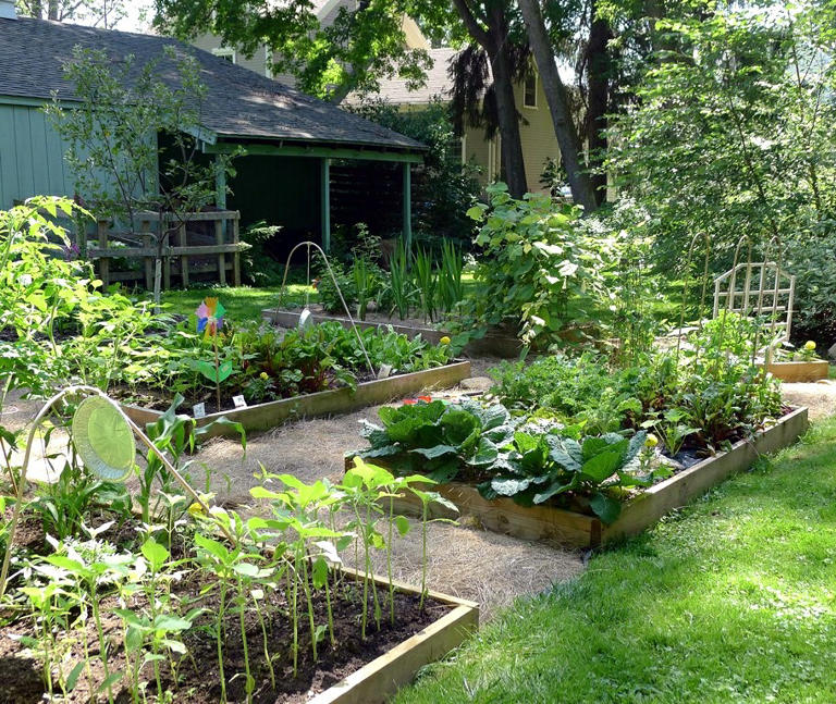 How to use inexpensive burlap to protect your garden beds from frost