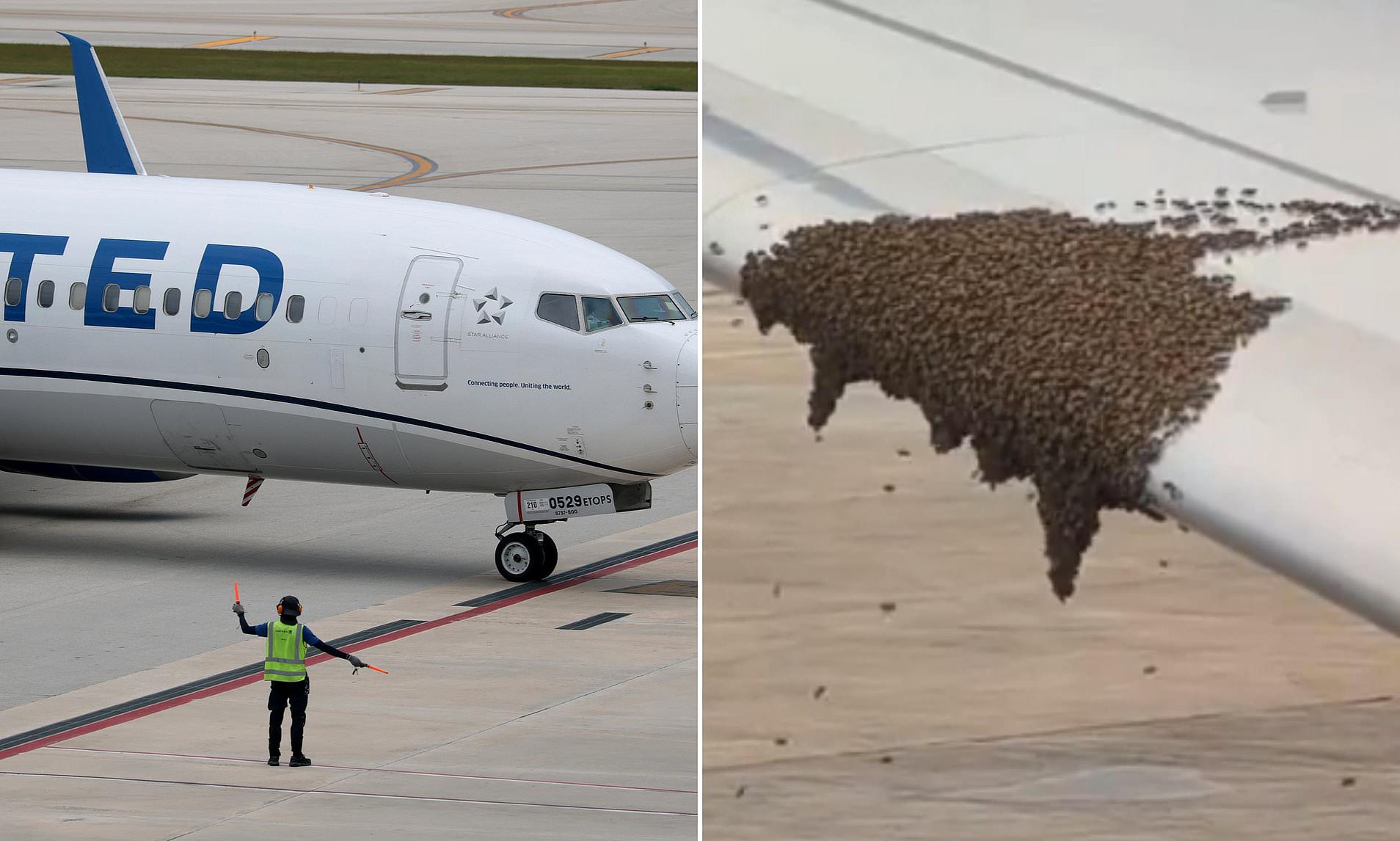 United Airlines flight bound for LAX is delayed over huge swarm of bees