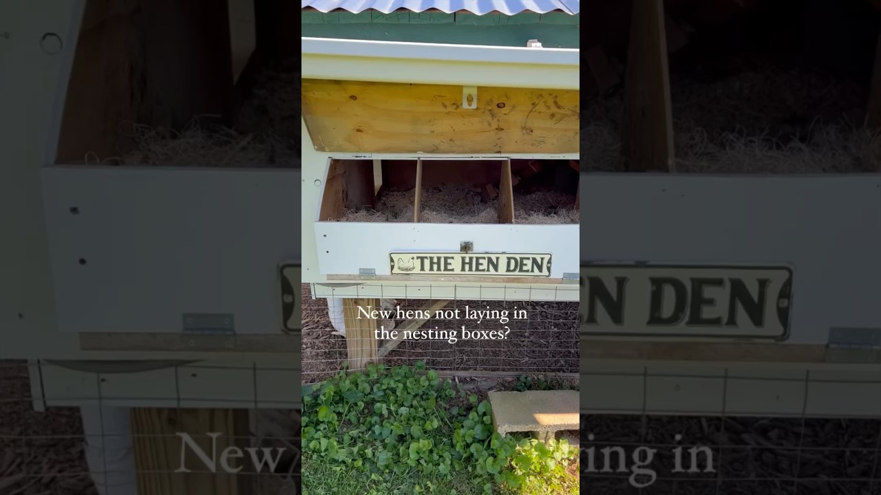 Encourage chickens to lay eggs in nesting boxes naturally