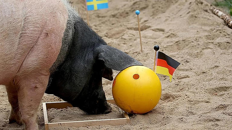 Anteater prediction: how World Cup oracle Taio tips Germany's opening match