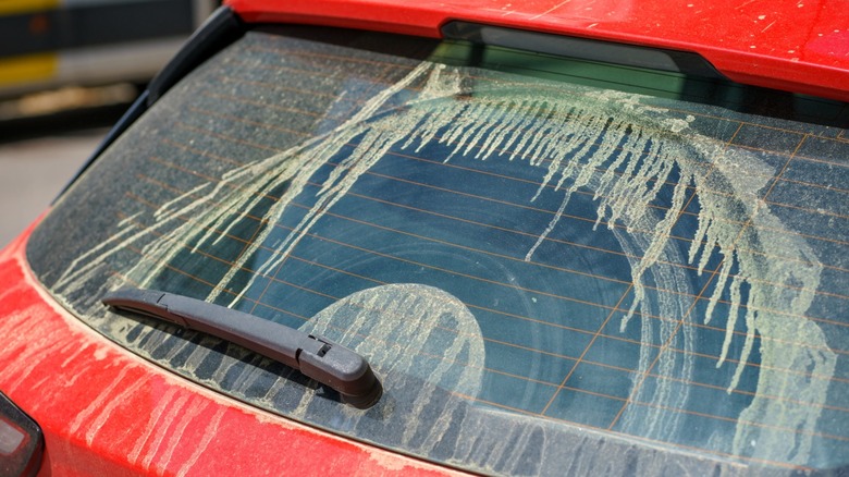 Pollen isn't just bad for your allergies, it can wreak havoc on your ...
