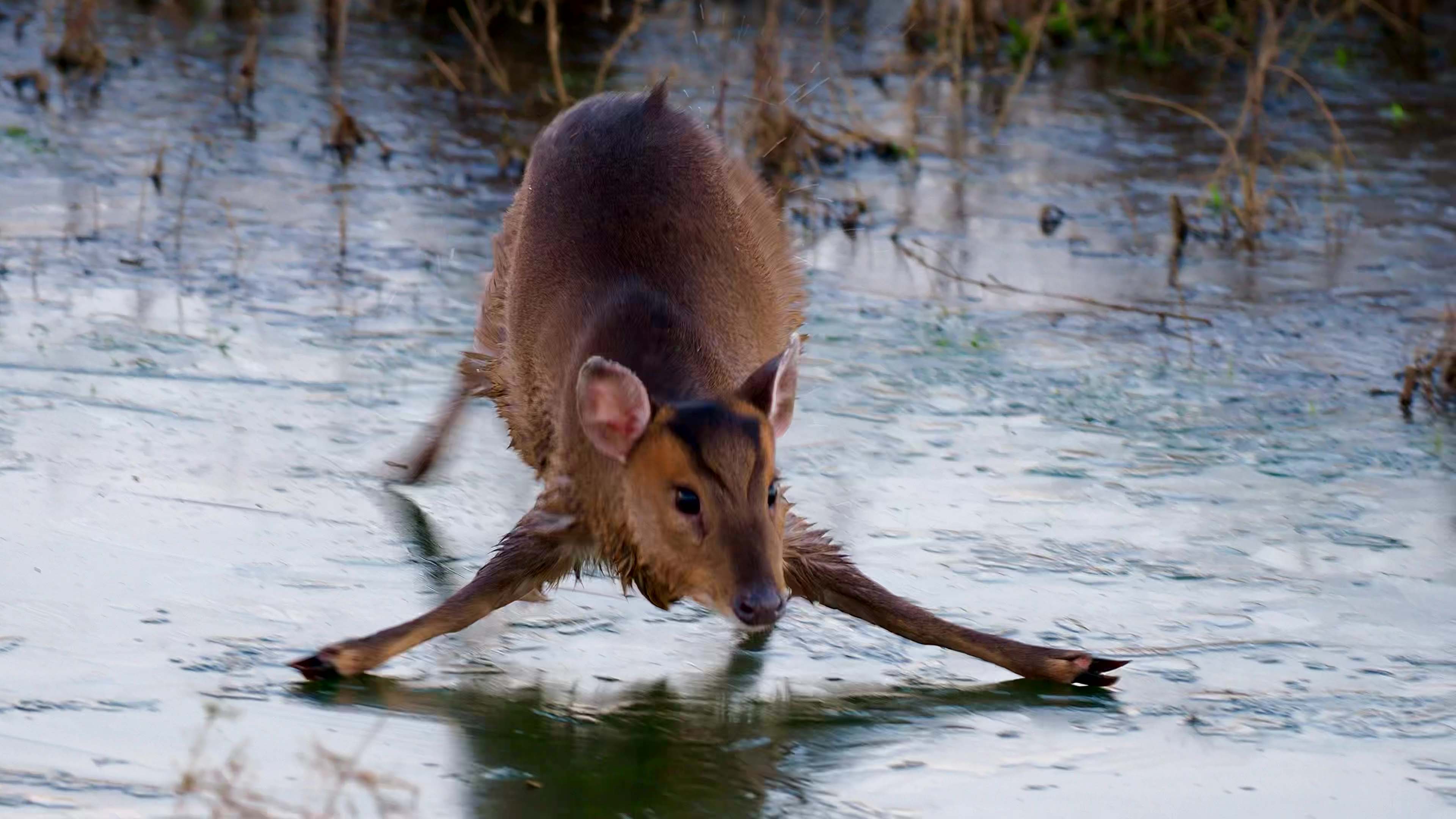 Real-life Bambi on ice moment captured on camera